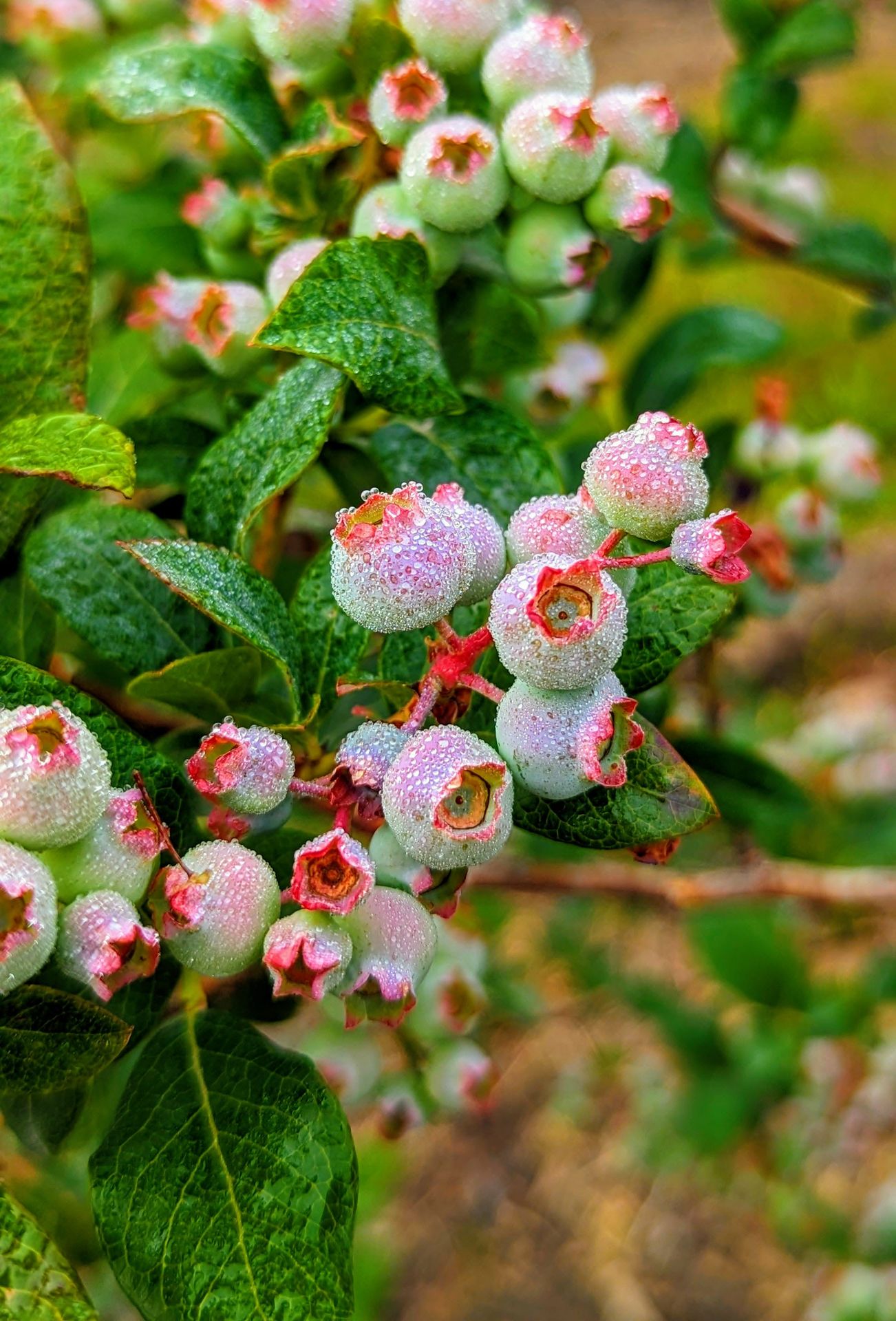 Harvest Scale Systems: Custom Agriculture Scales for Specialty Crop ...